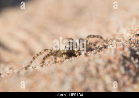 Sand bear spider, Sand bear wolf spider (Arctosa perita), looking out ...