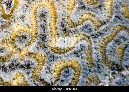Colpophyllia natans, known as boulder brain coral and large-grooved ...