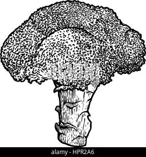 line drawing of a broccoli Stock Vector Image & Art - Alamy