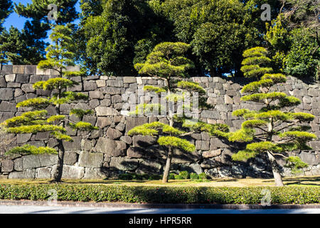 Japanese trees in the grounds of the Imperial Palace in the capital ...