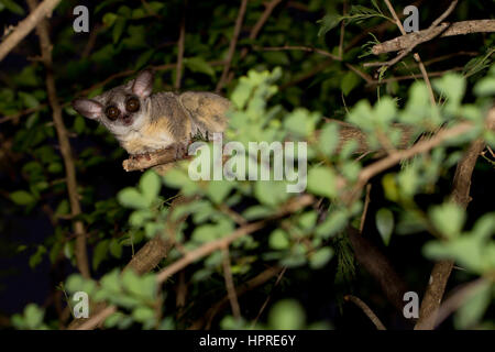 A lesser bush baby (Galago moholi) in a tree in South Africa Stock ...