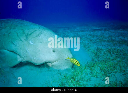 dugong dugon , Red Sea Stock Photo - Alamy