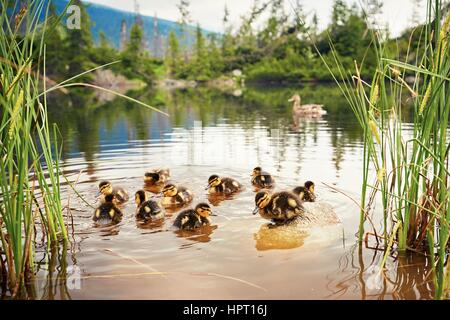 A duck and her ducklings swim in the National Reflecting Pool in ...
