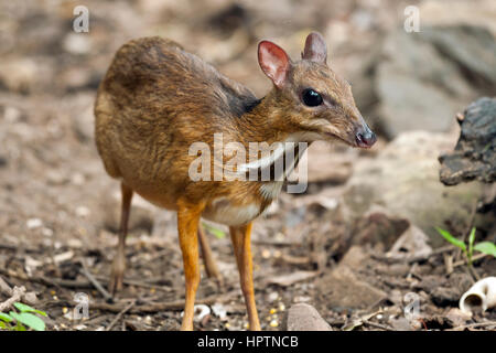 Thailand, Petchaburi Province, portrait of Java mouse deer Stock Photo ...