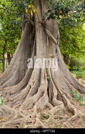 Amazing old tree with big root at ancient temple, Quang Ngai, Vietnam ...