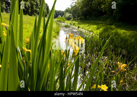 Europe, Germany, Duisburg, the renaturated river Emscher at the ...