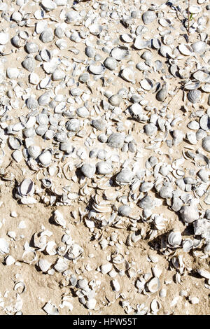 Shell midden in Garopaba do Sul district, an archeological site with ...