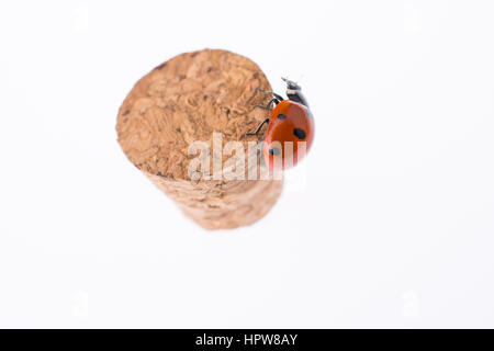 Beautiful photo of red ladybug walking around objects Stock Photo - Alamy