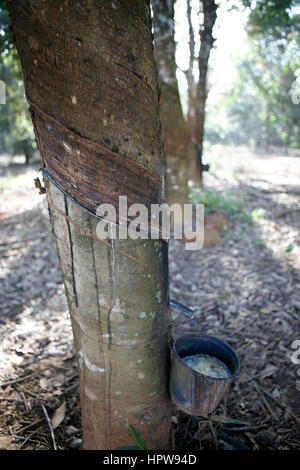 rubber tree in the Amazone, Brazil Stock Photo - Alamy
