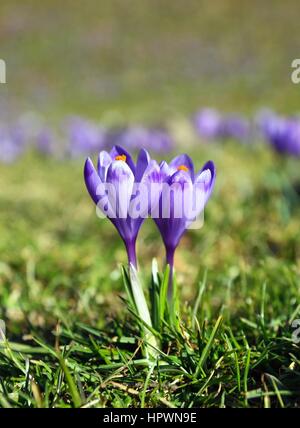 Beautiful saturated crocus flower of bright purple color in raindrops ...