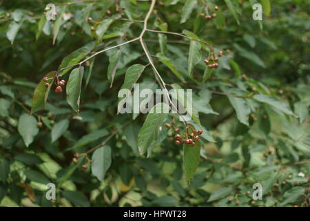 Neoshirakia japonica (Euphorbiaceae Stock Photo - Alamy