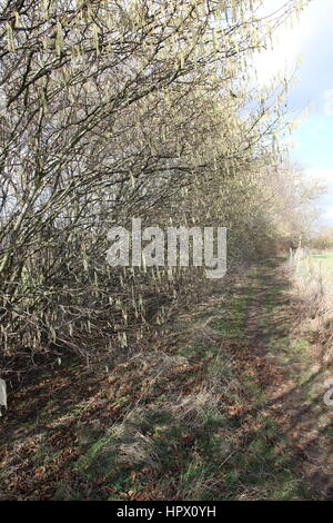 Public footpath signs in the Surrey countryside UK Stock Photo - Alamy