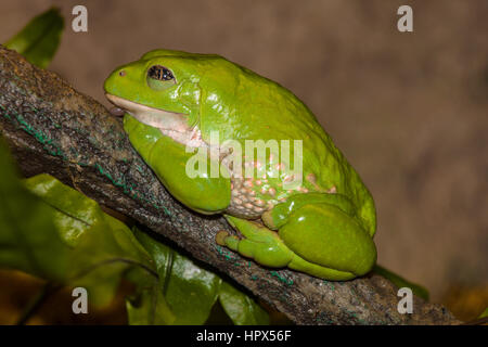 Pachymedusa dacnicolor mexican dumpy frog Stock Photo - Alamy