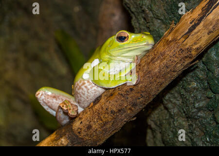 Pachymedusa dacnicolor mexican dumpy frog Stock Photo - Alamy