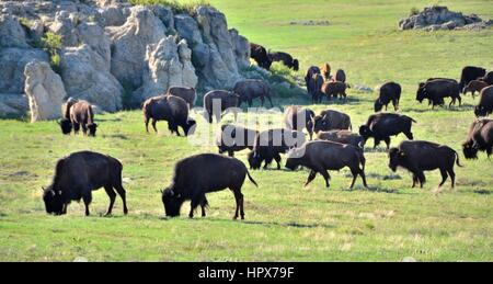 American bison, buffalo (Bison bison), herd of buffalos, USA, Wyoming ...