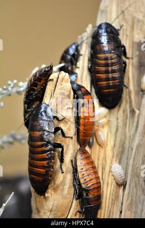 African hissing cockroaches Stock Photo - Alamy