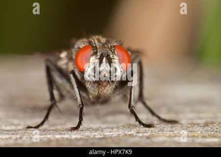 Close-up Of A Fly On Desk Edge Stock Photo - Alamy