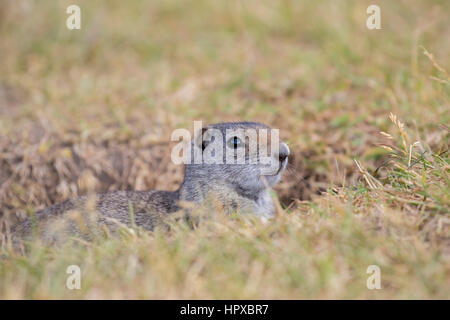Unita ground squirrel peeking out of burrow with grass in the Tetons ...