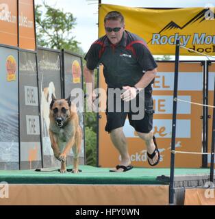 Dock Dogs jumping competition in South Carolina, USA. Dogs can jump up ...