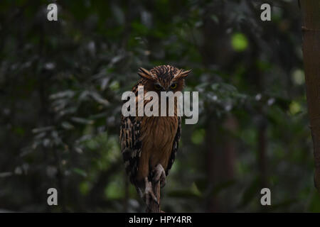 Buffy Fish Owl on the lookout for its baby Stock Photo - Alamy