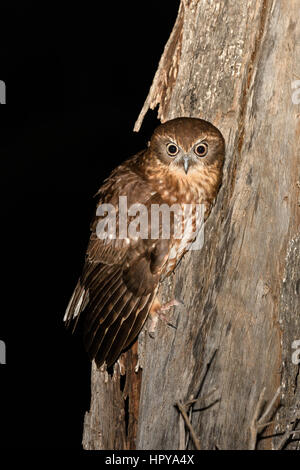 Southern Boobook Owl Stock Photo - Alamy
