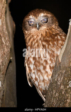 Southern Boobook (Ninox boobook) perched in a tree at night in ...