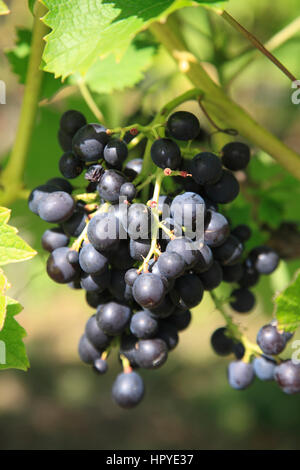 Weinanbau (Wine-growing) at Ingenhof, vineyard and a garden cafe in ...