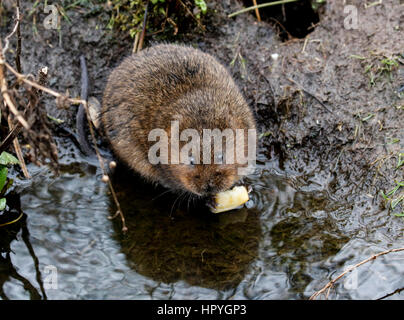 The European water vole or northern water vole, is a semiaquatic rodent ...