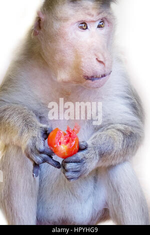Chimpanzee monkey eating vegetables, isolated on white background Stock ...