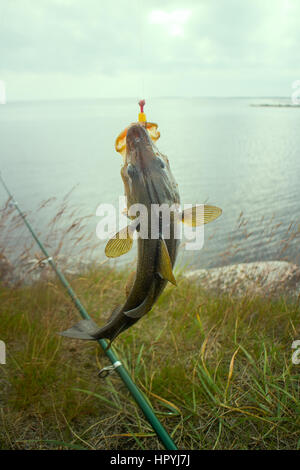 codfish on fishing-rod on background of sea Stock Photo - Alamy