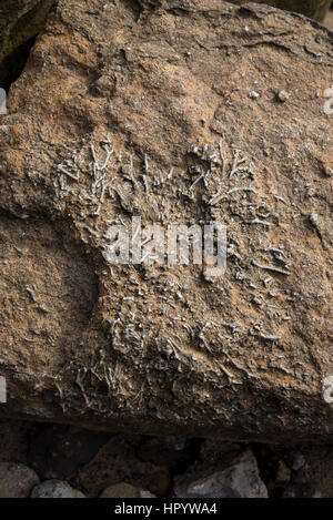 Close up of fossils in the rocks Stock Photo - Alamy