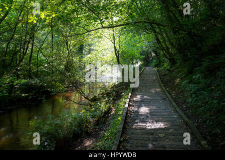 Wooden walkway along the river Derwent in Forge Valley woods near ...