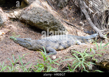 One alligators stretch along the bank in a park in Mombasa, Kenya Stock ...