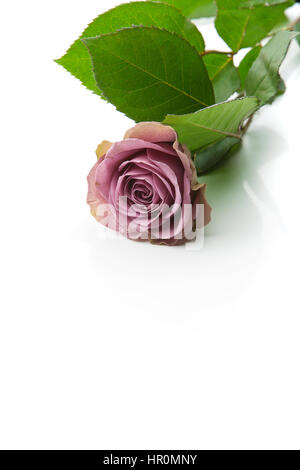Single fresh tea flower bud, Camellia sinensis, and leaves isolated on ...