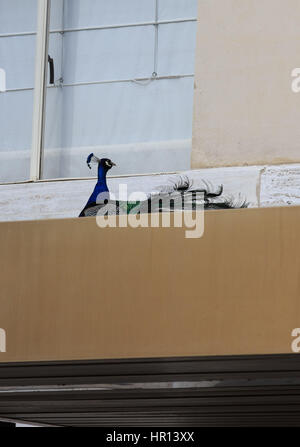 Geneva, Switzerland. 26th Feb, 2017. A peacock is seen upon a door of ...