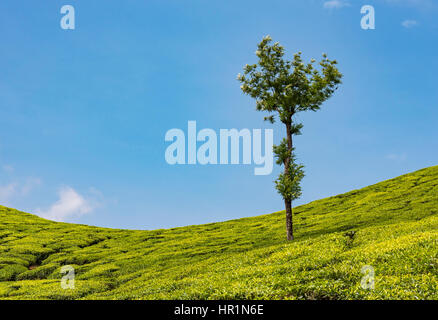 Lone Tree In Lockhart Tea Plantation, Devikulam, Munnar, Kerala, India ...