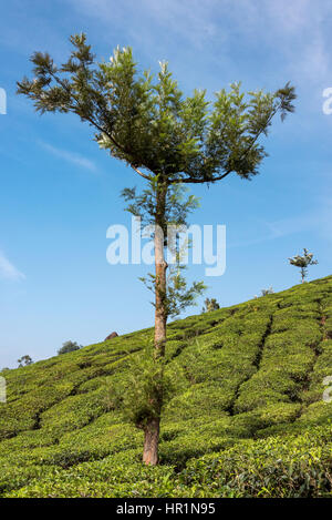 Lone Tree In Tea Plantation, Munnar, Kerala, India Stock Photo - Alamy