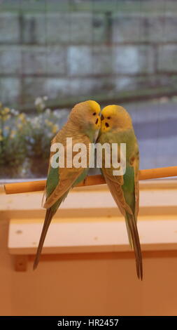 Parakeet pair love Stock Photo - Alamy