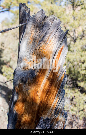 Close-up of trunk of dead Piñon pine; Pinus monophylla; Pinus edulis ...