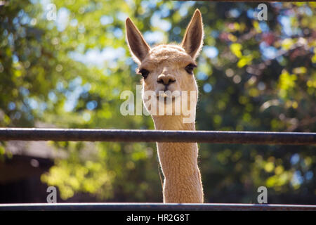 A beautiful young brown Alpaca lama posing for the camera Stock Photo ...