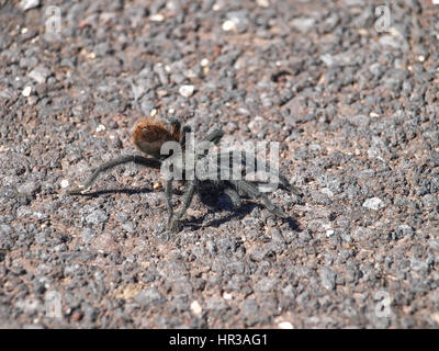Black Tarantula. Spiders Utah Grand Canyon Stock Photo - Alamy
