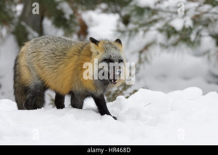 Cross fox in deep white snow Stock Photo - Alamy