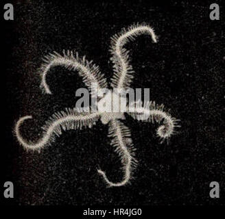 Ophiothrix angulata, Print Stock Photo - Alamy