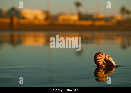 seashell nautilus on Agadir beach under sunset sun Stock Photo - Alamy