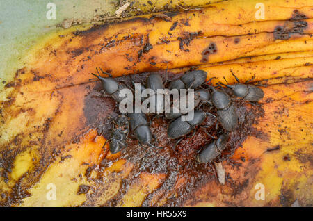 Agave snout weevil, Scyphophorus acupunctatus beetle, Andalusia, Spain ...