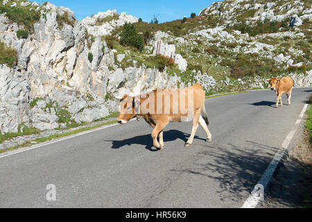 Cows being led down a road by shepherds in the Picos de Europa Asturias ...