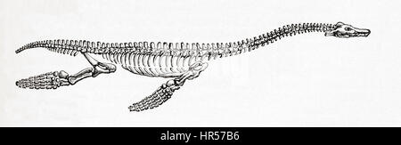 Plesiosaurus is a genus of extinct, large marine sauropterygian reptile ...