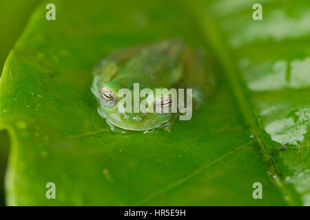 Grainy Cochran frog (Cochranella granulosa) from Costa Rica Stock Photo ...