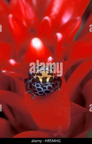 Reticulated Poison Dart Frog (Dendrobates reticulatus), adult ...