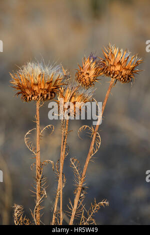 Dried chicory, Cichorium intybus, in front of white background Stock ...